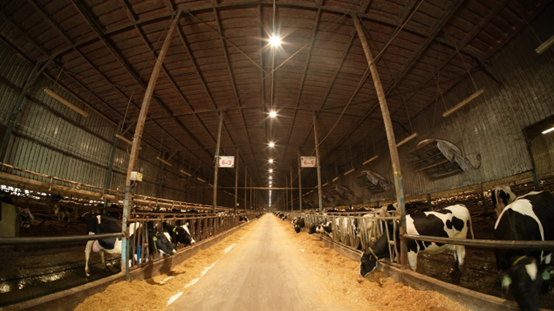 BASF 50W LED 飞碟型牧场灯：现代畜牧业的理想选择 - 上海牧耘环保科技有限公司